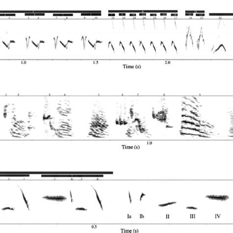 Examples Of Spectrograms Of The Three Study Species A Chaffinch B