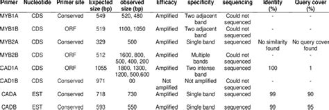 Depiction Of Primer Efficacy And Their Specificity Download Depiction Of Primer Efficacy And Their Specificity Download