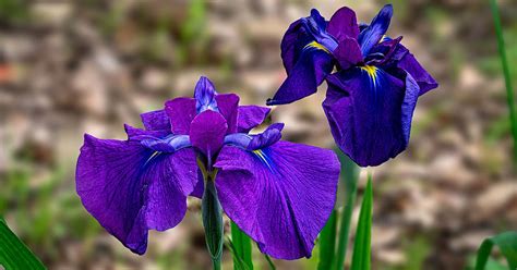 From The Garden Of Zen Ayame Iris Flowers Ofuna Flower Center