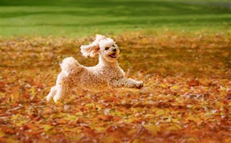 Alles Was Du über Die Bezaubernde Poo Hunderasse Wissen Musst Hundeinfoportal