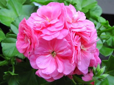 Outdoor Plants Pelargonium Geranium Outdoor Plants Pelargonium Geranium