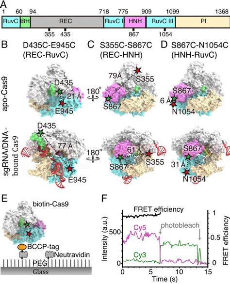 Experimental Setup For Smfret Measurement Of Cas9 Domain Download Scientific Diagram