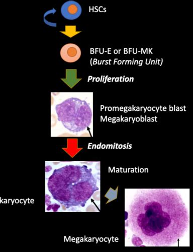 Lec 20 Structure And Function Of Platelets Flashcards Quizlet