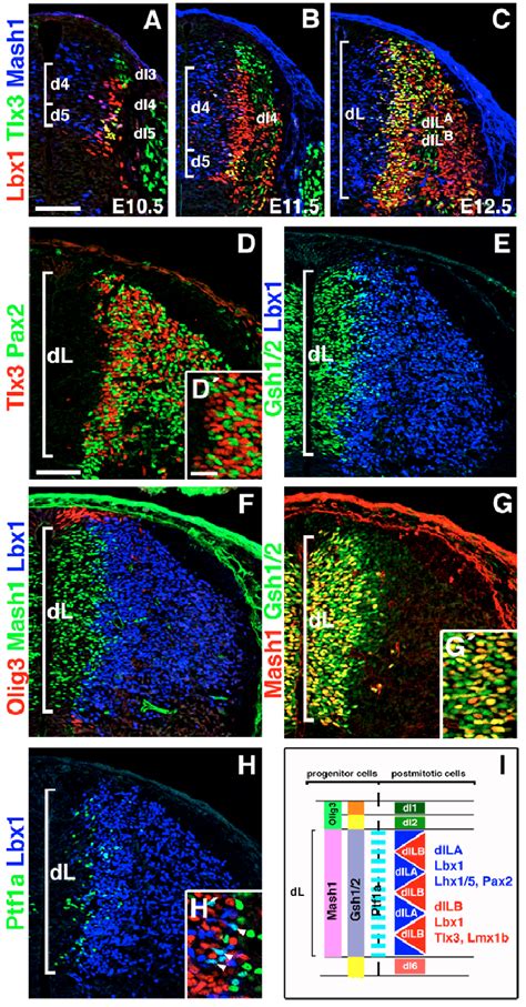Temporal And Spatial Changes In The Specification Of Neurons In The Download Scientific Diagram