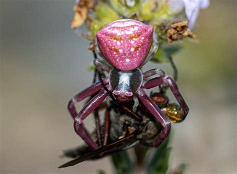 15 Amazing Pink Spiders In The World With Pictures