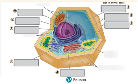 Organelle Description Diagram Quizlet