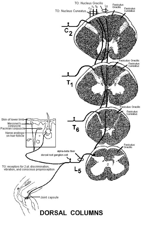 Multiple Sclerosis Glossary S