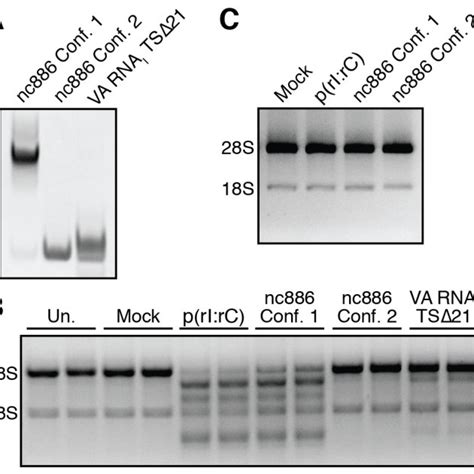 Activation Of Oas1 Is Dependent On An Intact Nc886 Rna Apical Stem A