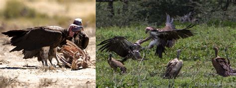 非洲秃鹫算法（avoa）优化bp神经网络原理及matlab代码复现 african vultures optimization