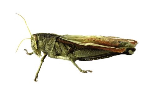 Grasshopper Png Image