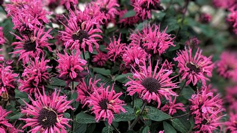 17 Best Bee Balm Varieties For The Home Garden