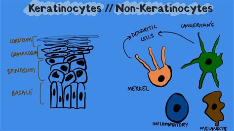 Keratinocytes And Non Keratinocytes Oral Mucous Membrane Orbans Histology Youtube