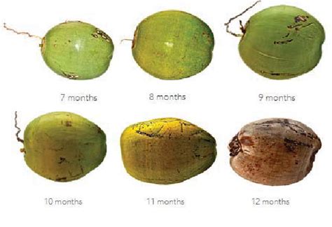 Figure 1 From Coconut Fruit Maturity Classification Using Fuzzy Logic Semantic Scholar