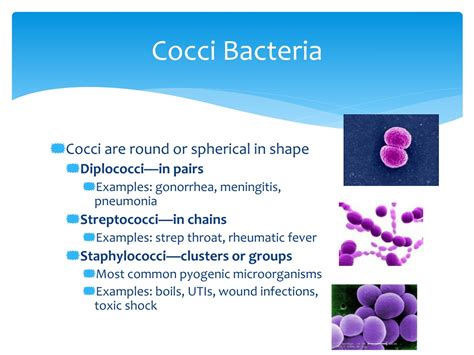 How To Pronounce Cocci Cocci Njhw