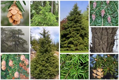 10 Different Types Of Hemlock Trees And Identifying Features