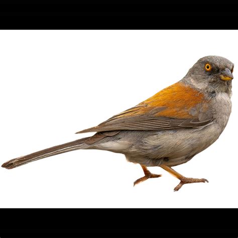 Yellow Eyed Junco Junco Phaeonotus Identification Birda