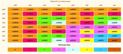 Phenotypic Ratio Definition Calculation And Examples