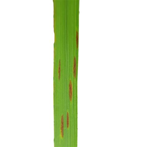 Rice Leaf Disease Detection Obj Object Detection Model By Project