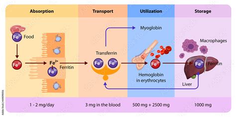 Iron Distribution Involves Transport By Transferrin Storage In