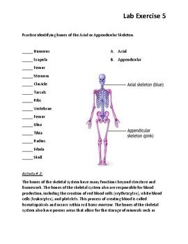 A P I Lab Exercise Bone Classification And Structure Babe Version