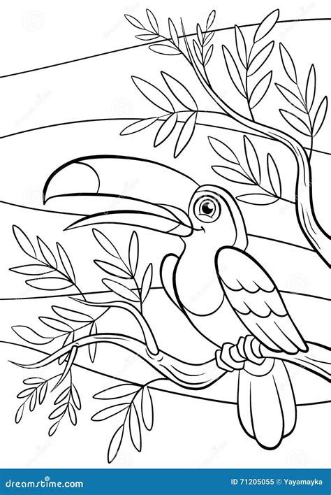 Rainforest Birds Coloring Pages