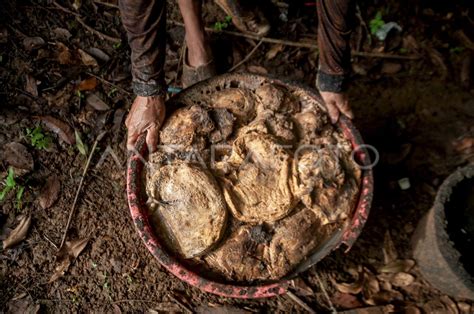 Harga Getah Karet Naik Antara Foto