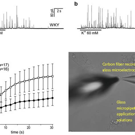 single cell amperometric recordings a b representative amperometric