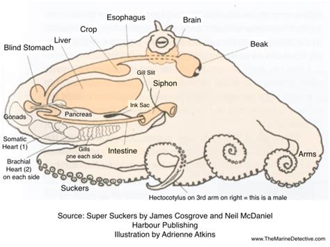 Octopus Anatomy Heart
