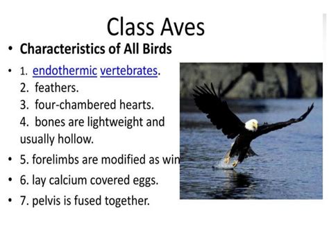 Solution 5 Class Aves Studypool