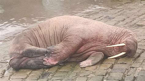 Thor La Morsa Que Obligó A Un A Pueblo A Suspender Los Fuegos Artificiales Infobae