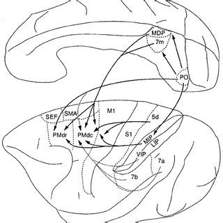 PDF Premotor And Parietal Cortex Corticocortical Connectivity And Combinatorial Computations