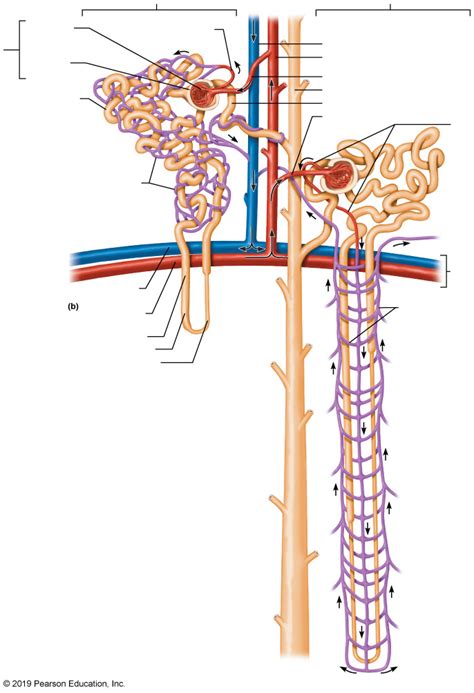 Juxtamedullary Nephron Diagram Quizlet