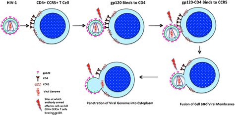 Diverse Specificity And Effector Function Among Human Antibodies To Hiv