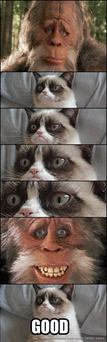 Harry Henderson Meets Tardar Sauce Grumpy Cat Know Your Meme