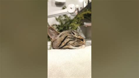 پیشی کوچولو بچه گربه حموم کردن گربه گربه تاکسیدو نگهداری از گربه در