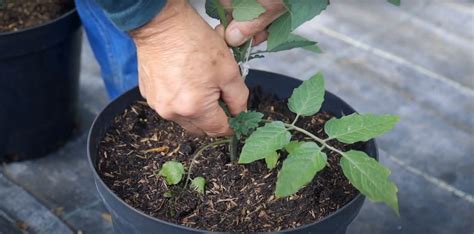 Ep217 How To Pinch Out Tomato Side Shoots Uk