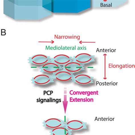Cellular Arrangements Regulated By Planar Cell Polarity Pcp Proteins Download Scientific Diagram