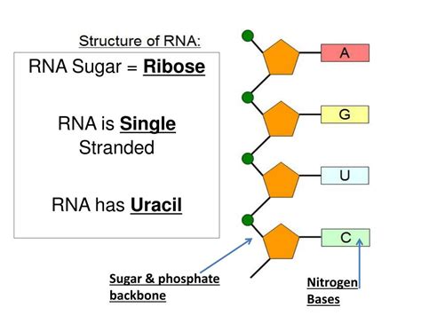 Ppt Understanding Nucleic Acids Dna And Rna Structure Function And