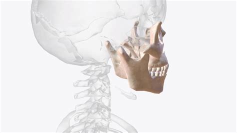 Premium Photo The Viscerocranium Is A Collection Of Bones That Make