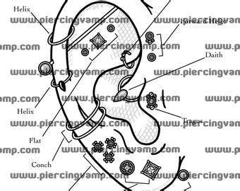 Printable Ear Seed Placement Chart Comprehensive Acupuncture Ear Chart