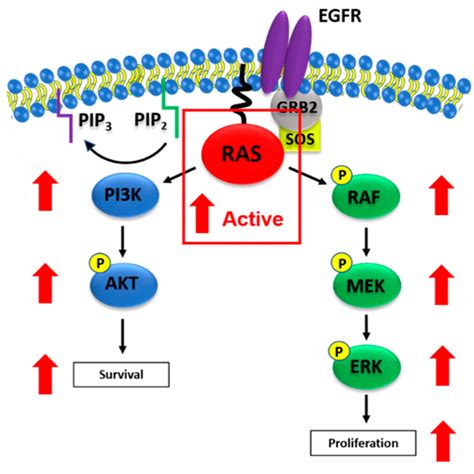 What Does Ras Stand For In Cancer At Douglas Nunez Blog
