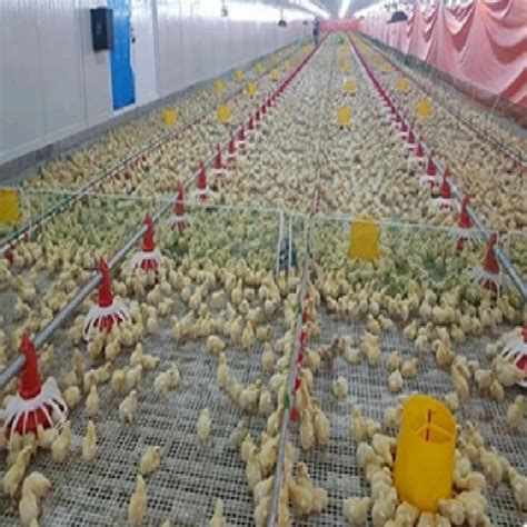 Poultry Farm Layout Can Be Designed Fully Automated Feeding System China Brolier And Feeding