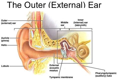 Why Is There A Lump In My Ear Canal At Cecil Messer Blog