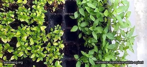 Kianmeng Org Notes On Gardening Part 295 Nutrient Distribution Within A Plant