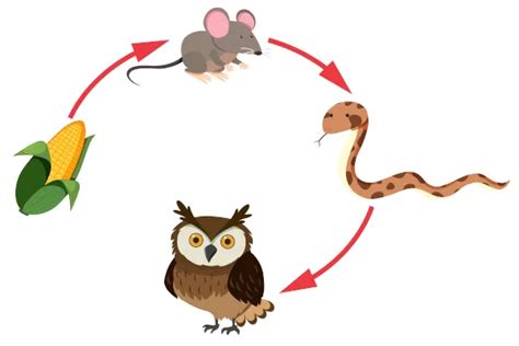 Cadeia Alimentar Artofit