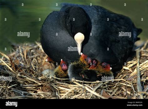 Eurasian Coot Fulica Atra Animals Water Birds Nest Nesting Chicks Young
