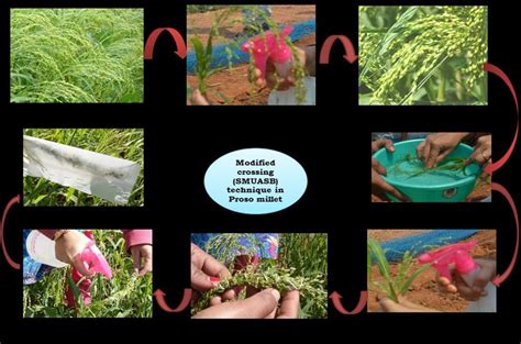 Modified Crossing Pcuasb Technique Fallowed In Proso Millet