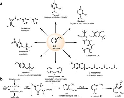 The M Cresol Derived Industrial Chemicals A And The Biosynthetic