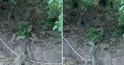 जंगल में रेंग रहा था मोटा तगड़ा अजगर नेवलों की हो गई दावत घेरकर ऐसे किया हमला देखकर कांप