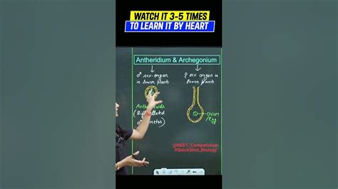 Plant Sex Organs Antheridium And Archegonium Quickshot Biology